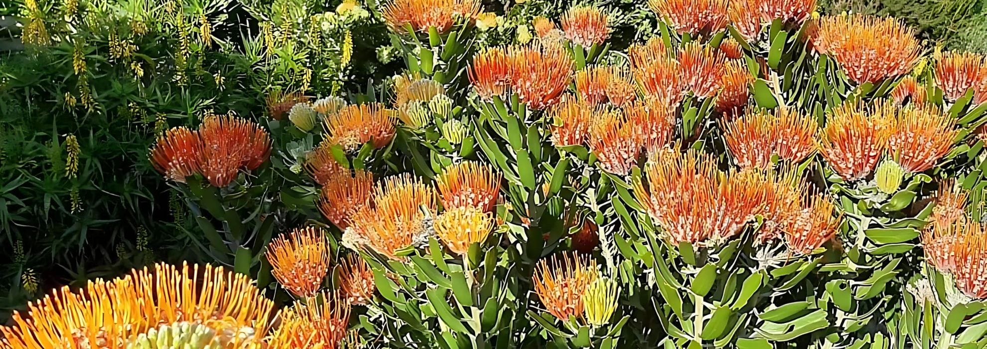 Noordhoek Open Gardens 2024: A Blooming Delight - Whats on in Cape Town